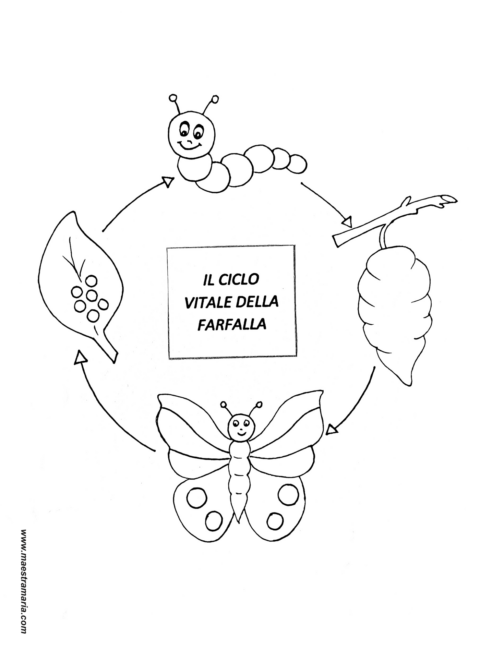 Il ciclo vitale della farfalla - Maestra Maria
